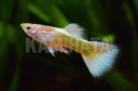 KBO 国産ｺﾞｰﾙﾃﾞﾝﾌﾟﾗﾁﾅﾄﾞｲﾂｲｴﾛｰｸﾞｯﾋﾟｰ: 熱帯魚｜カミハタビジネスオンライン