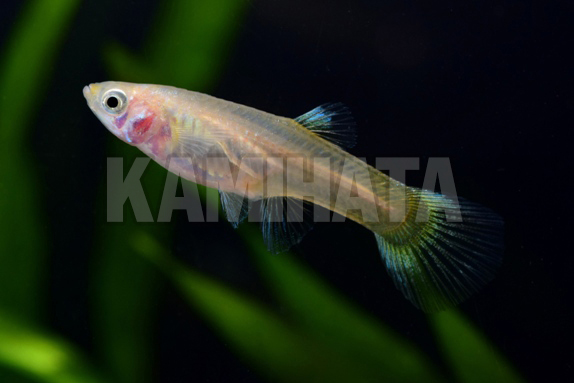 KBO 国産ｺﾞｰﾙﾃﾞﾝﾌﾟﾗﾁﾅﾄﾞｲﾂｲｴﾛｰｸﾞｯﾋﾟｰ: 熱帯魚｜カミハタビジネスオンライン