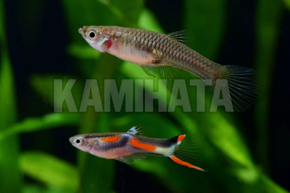 KBO 国産エンドラーズ: 熱帯魚 カミハタビジネスオンライン
