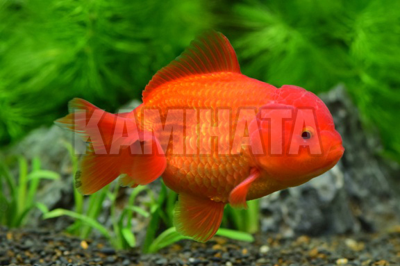 KBO 国産オランダS/T L: 金魚 カミハタビジネスオンライン