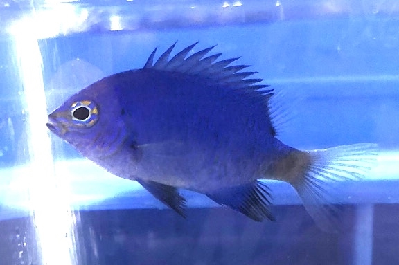 KBO メラネシアンブルーデビルダムセル: 海水魚｜カミハタビジネスオンライン