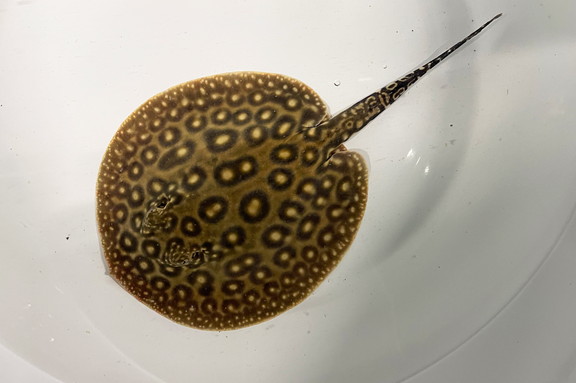 KBO ｸﾛｺﾀﾞｲﾙｽﾃｨﾝｸﾞﾚｲ ﾒｽ: 熱帯魚｜カミハタビジネスオンライン